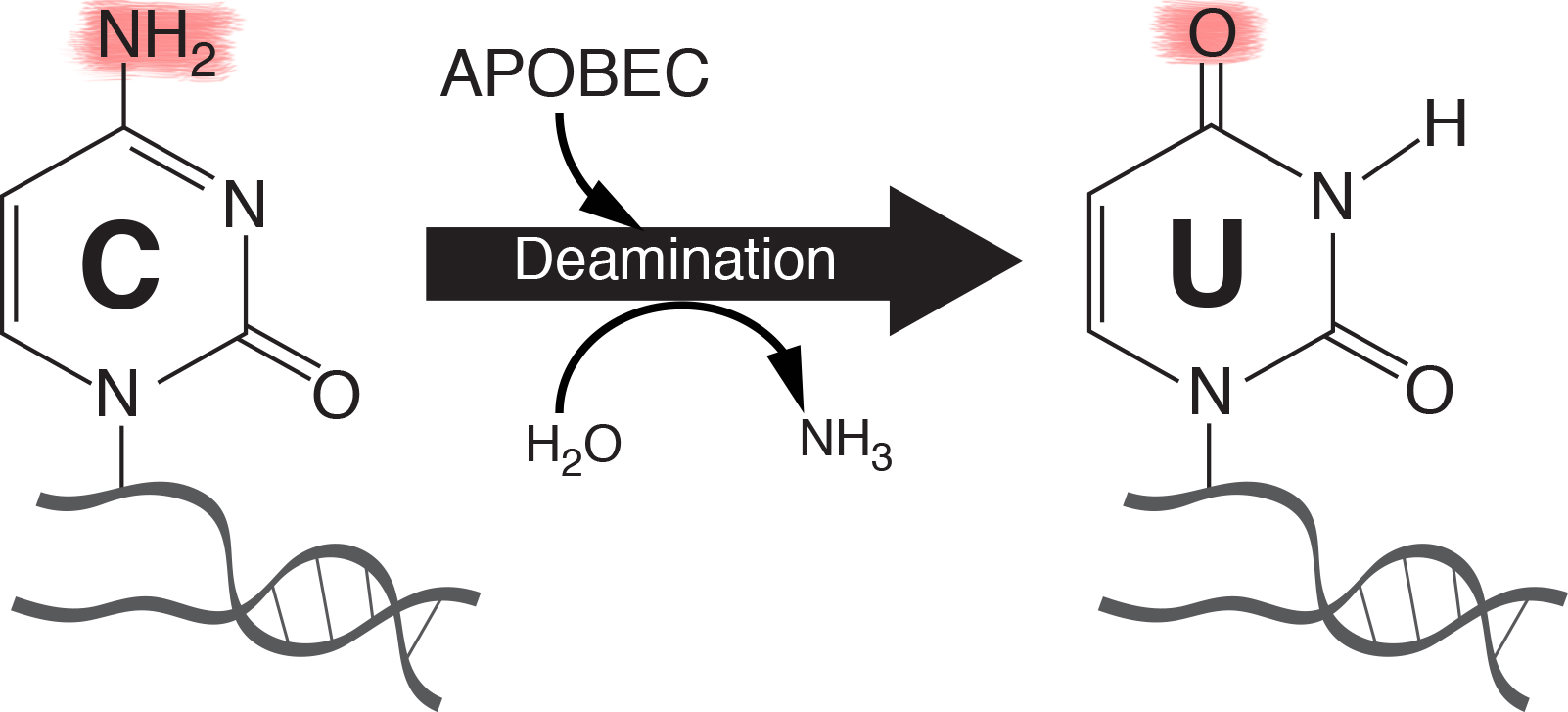 Research – Buisson Laboratory